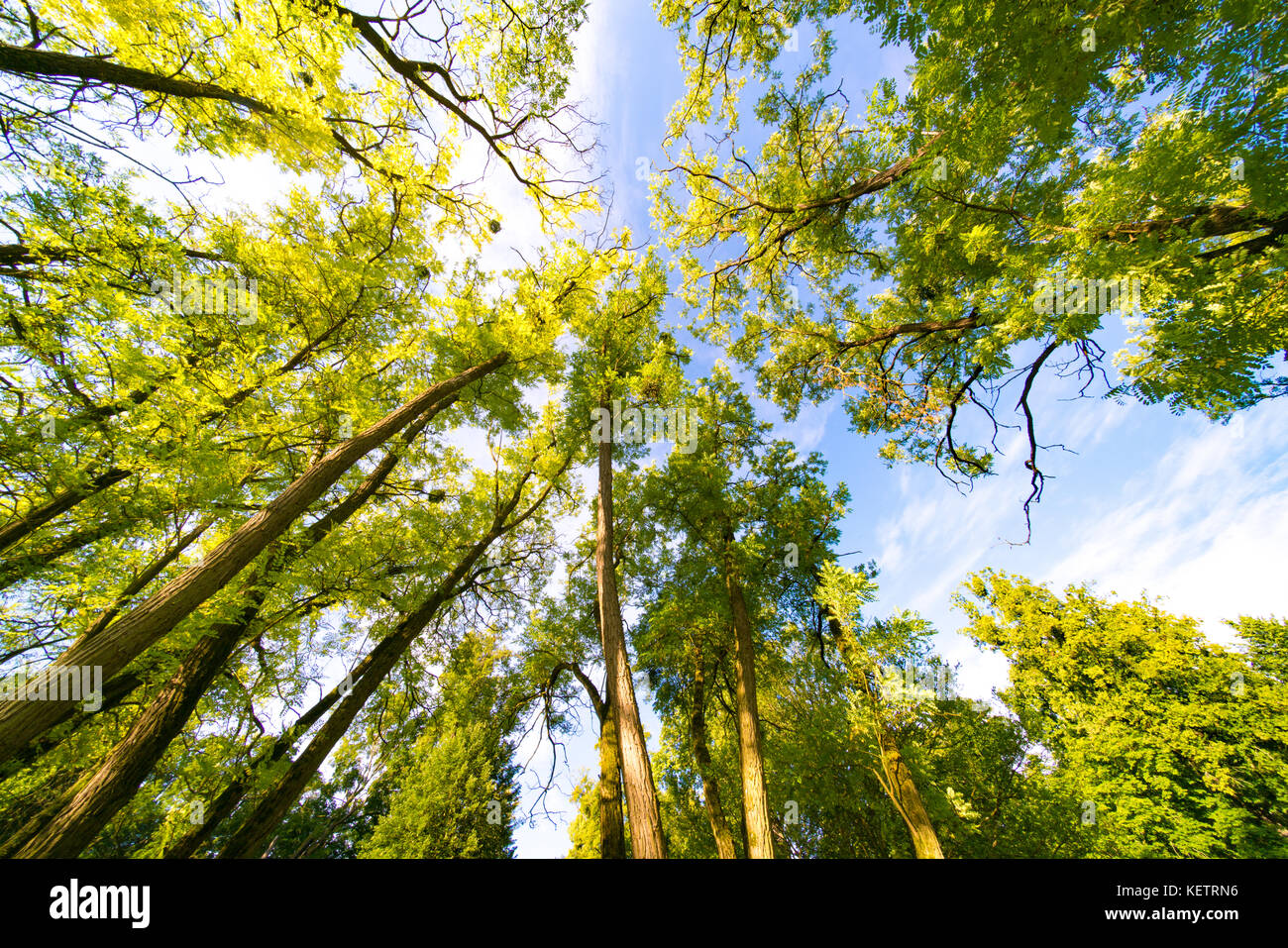 A view of the top through tree trunks with leaves Stock Photo - Alamy