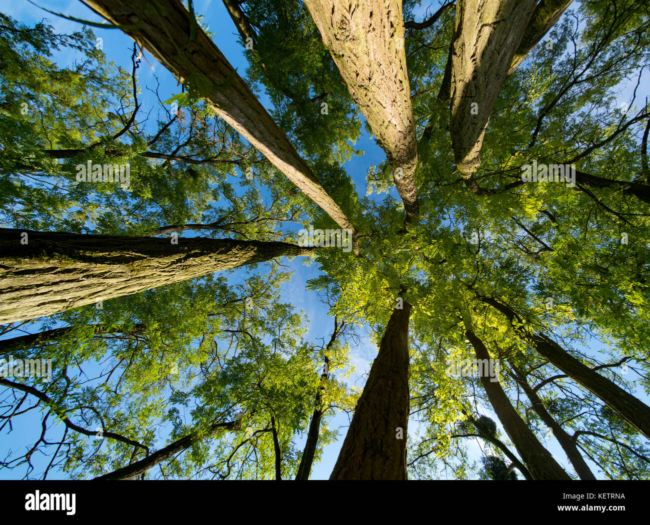 View through tree foliage hi-res stock photography and images - Alamy