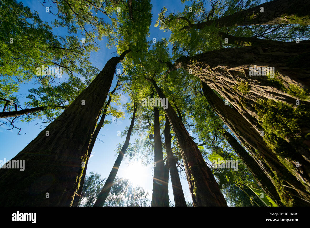 Looking up through leaves tree hi-res stock photography and images - Alamy