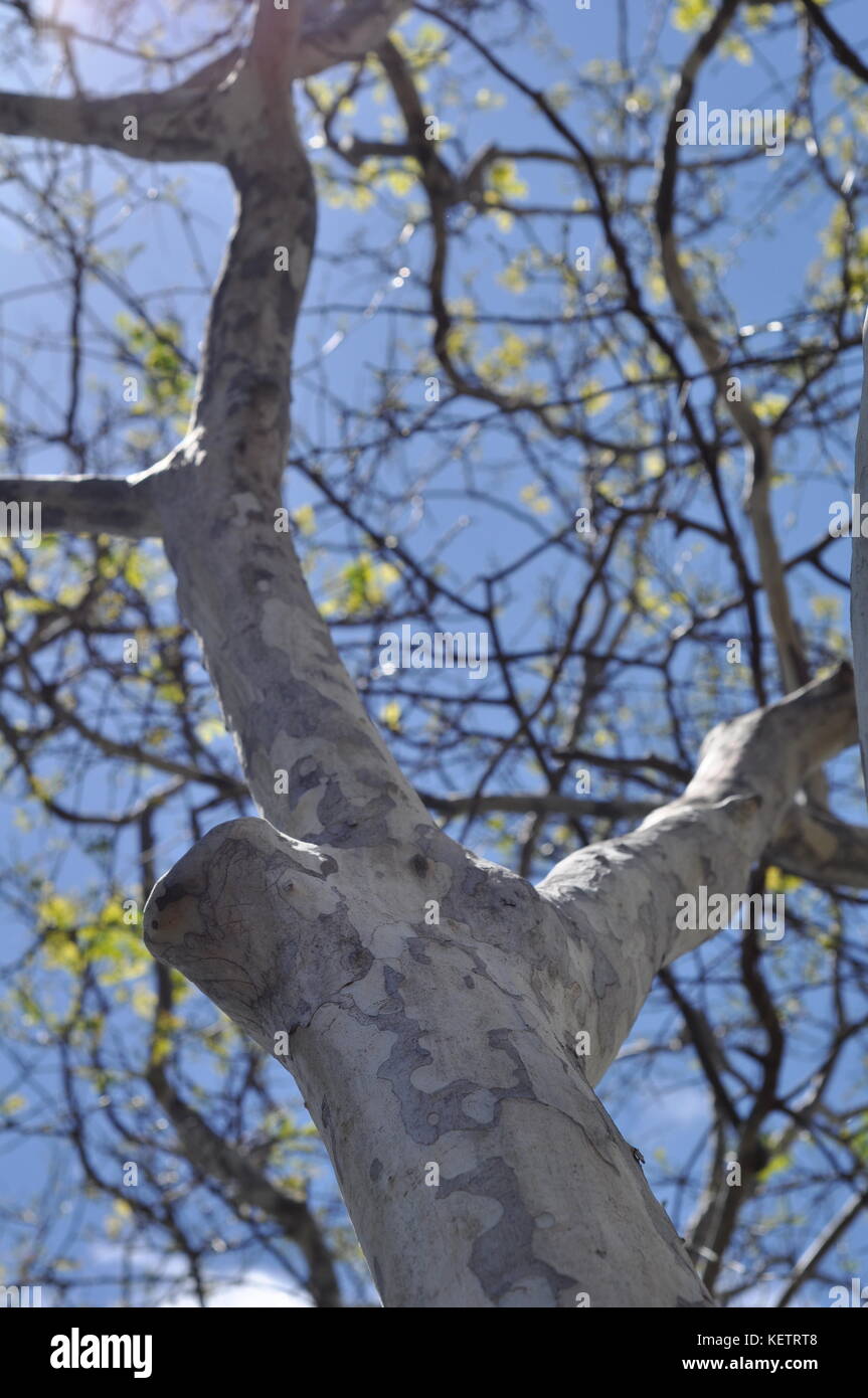 Tropical deciduous tree in dry season hi-res stock photography and ...