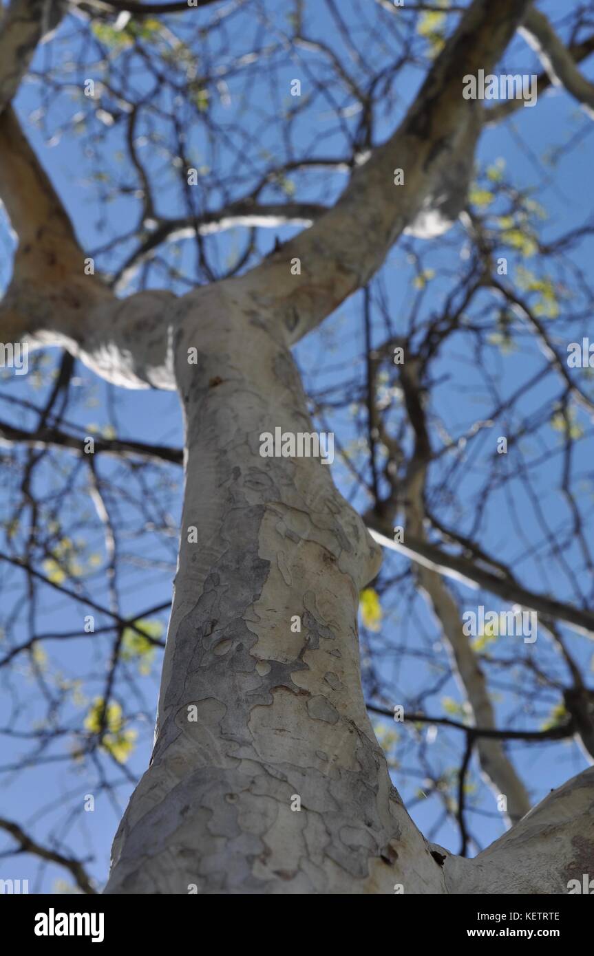 Deciduous tree starting to open its buds in response to an early start ...