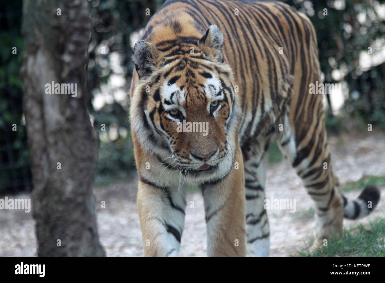 Old tiger hi-res stock photography and images - Alamy