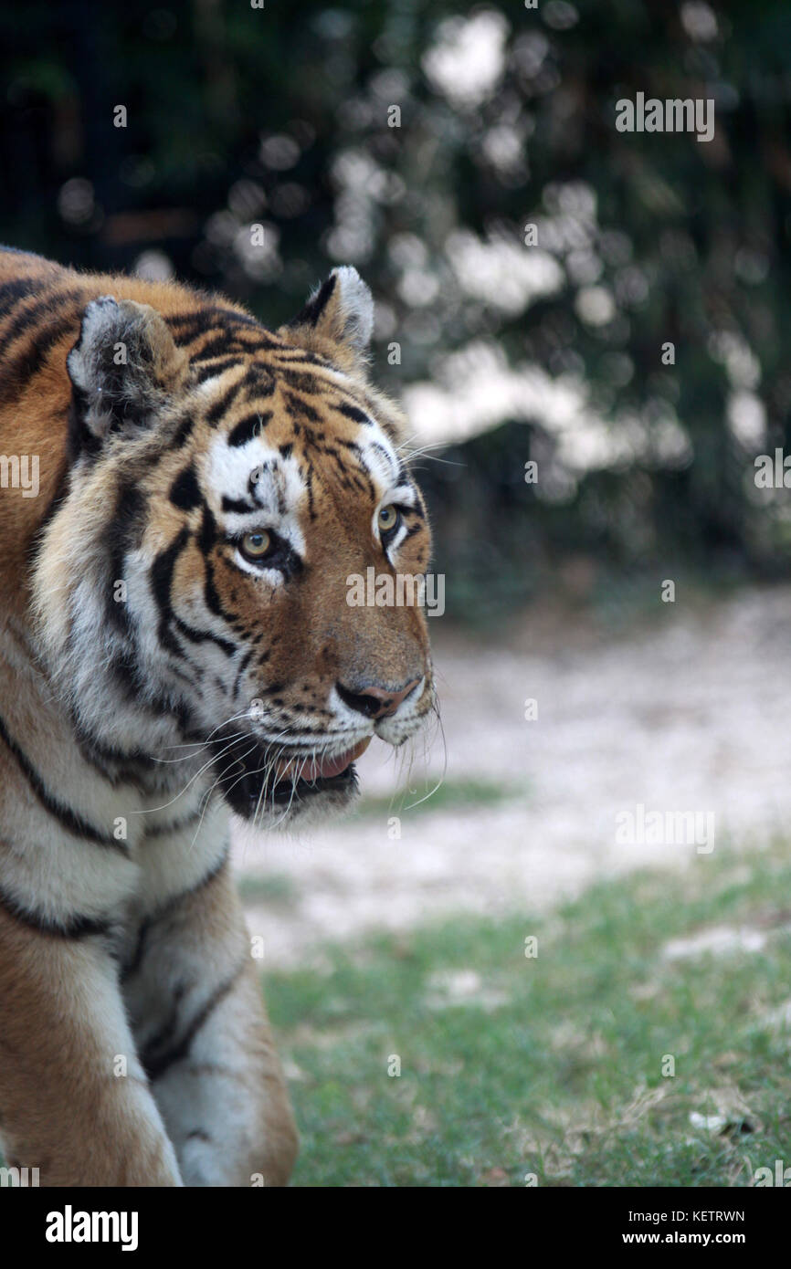 old tiger at zoo Stock Photo - Alamy