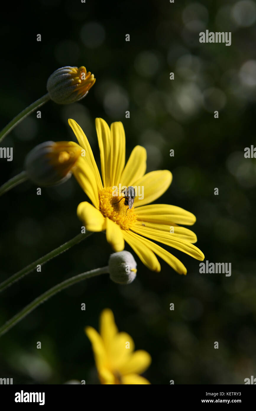 yellow flower and fly Stock Photo - Alamy