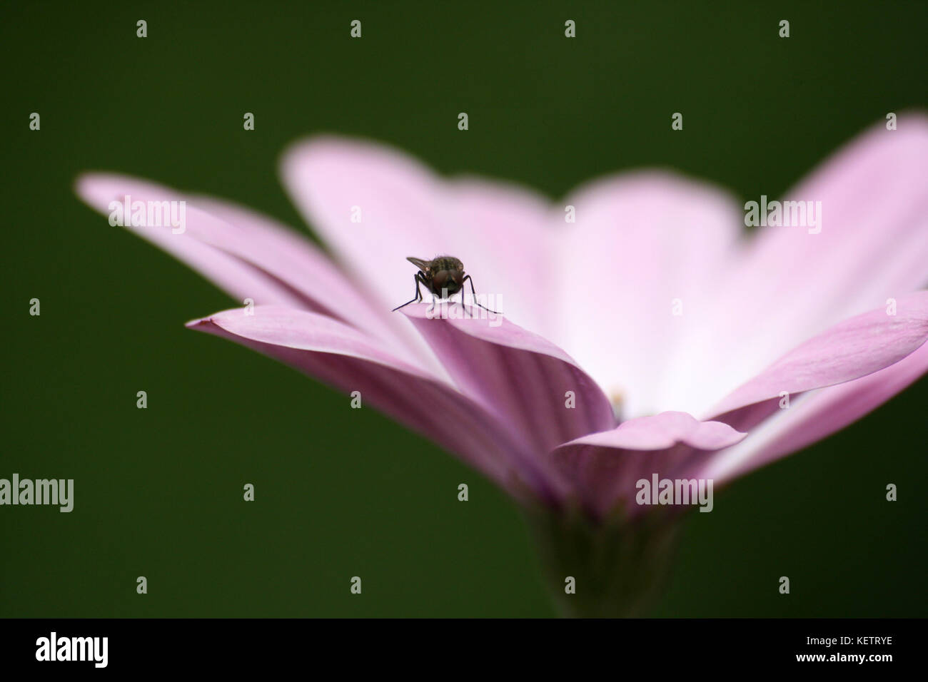 pink flowers and fly Stock Photo - Alamy