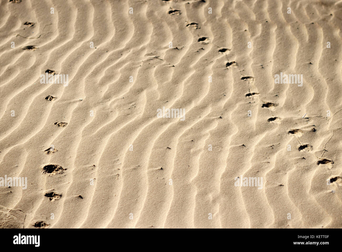 Sand dunes with traces of animals Stock Photo - Alamy