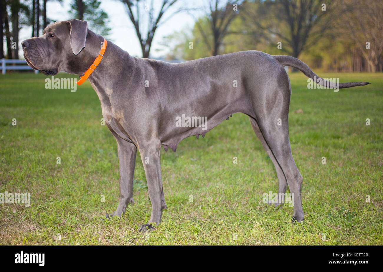 Purebred Great Dane with a gray coat standing in a field Stock Photo ...