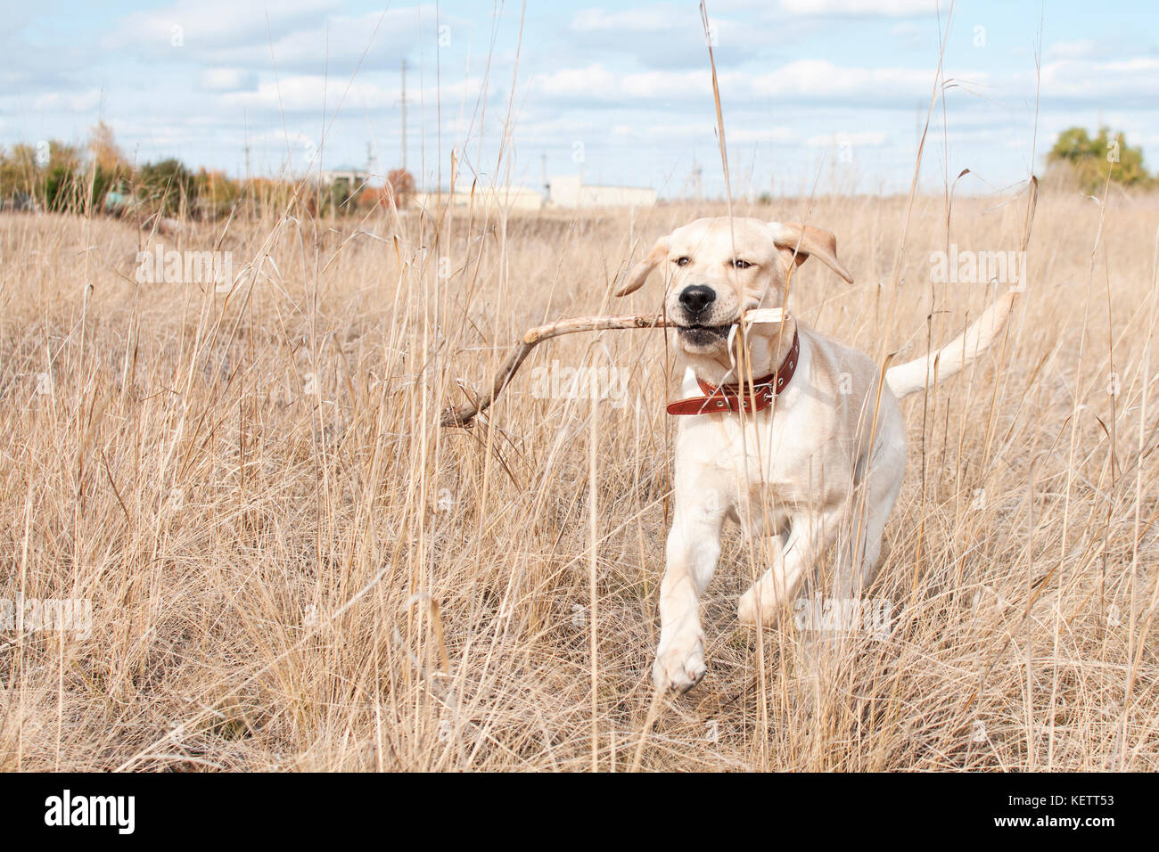 Labrador Retriever Runs In Field On Grass Stock Photo - Alamy