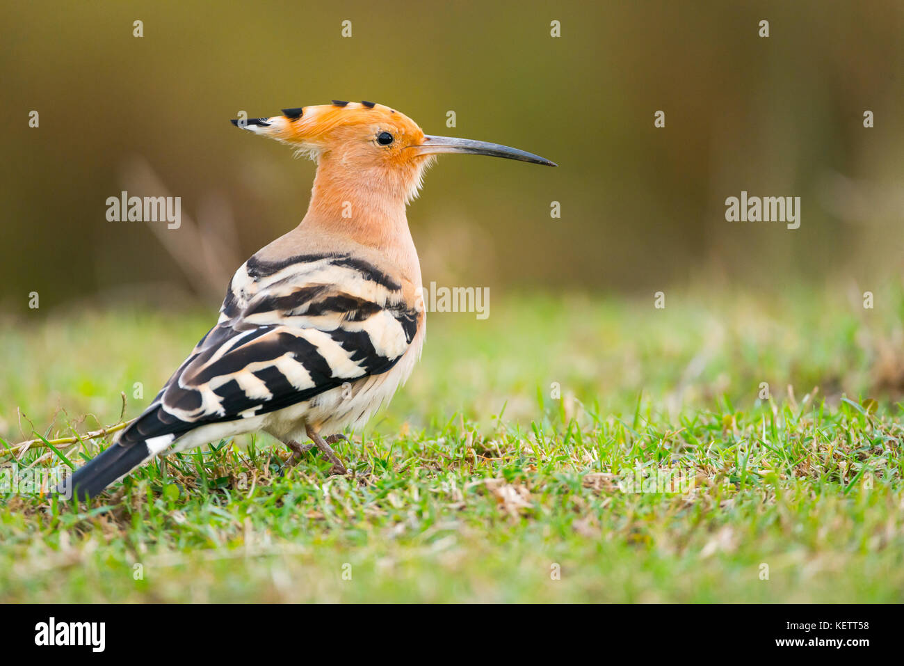 Common Hoopoe or Upupa epops, beautiful bird. Copy space for text Stock ...