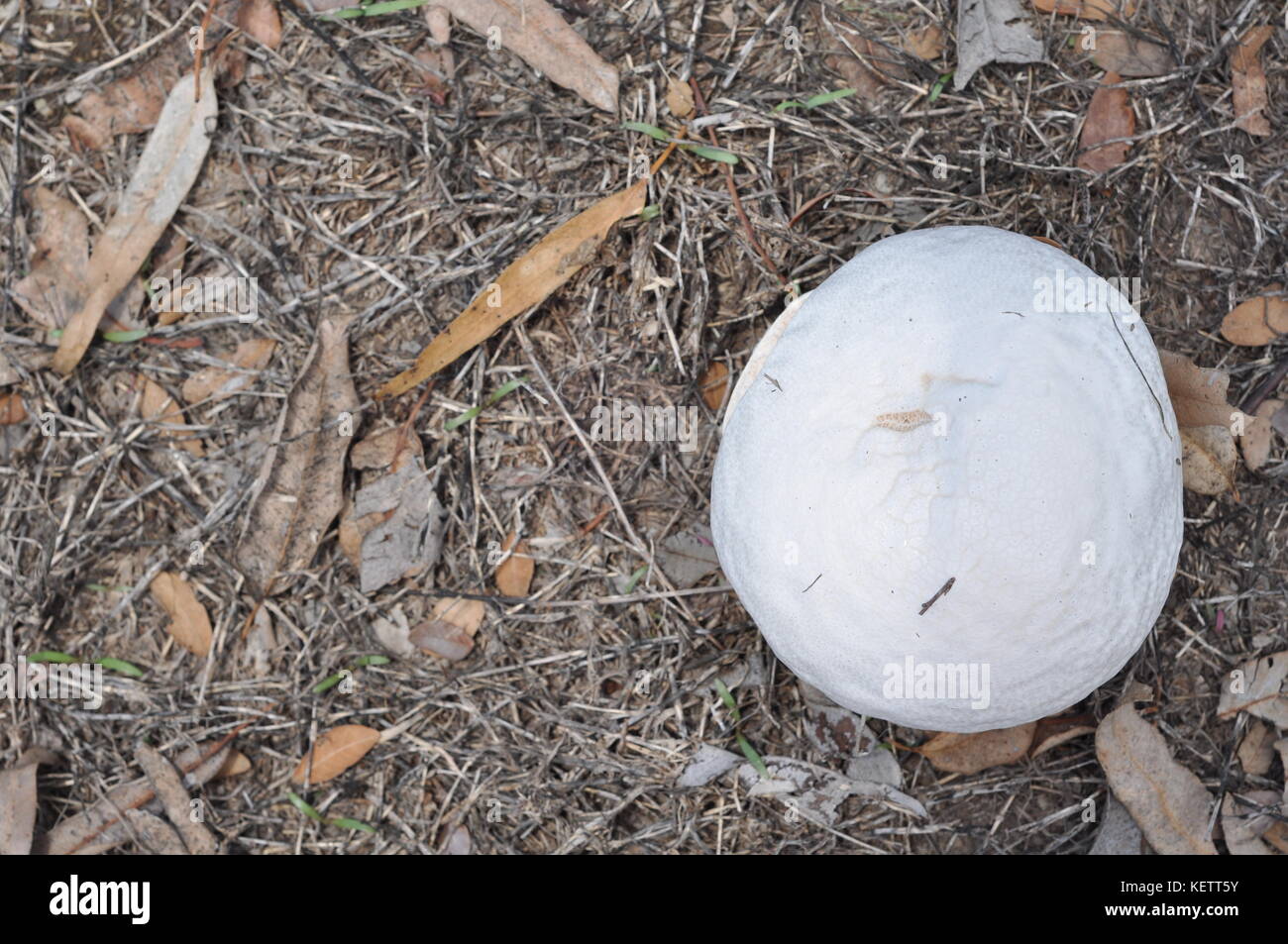 Puffball fungus (Gasteromycetes) growing in an open field after rain ...