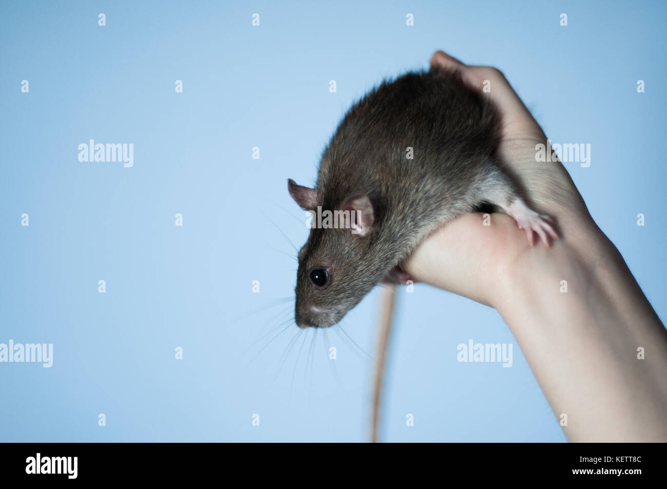 Pet rat sitting on a hand Stock Photo - Alamy