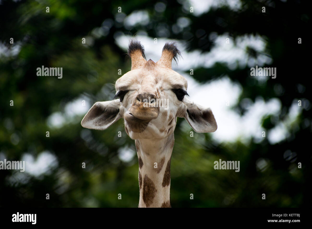 giraffe baby funny close up face view Stock Photo - Alamy