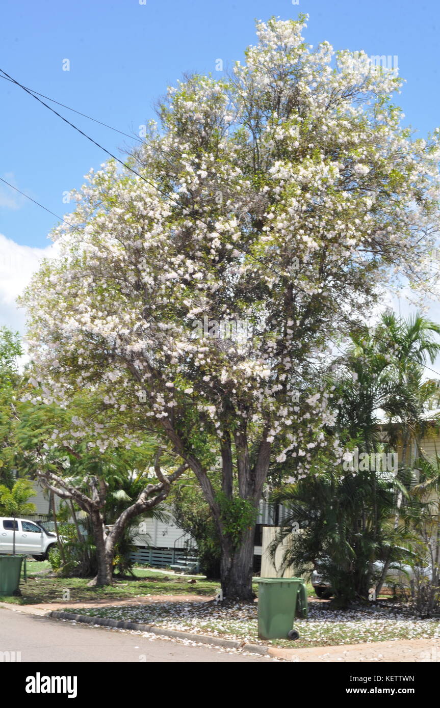Tabebuia Tree Leaves