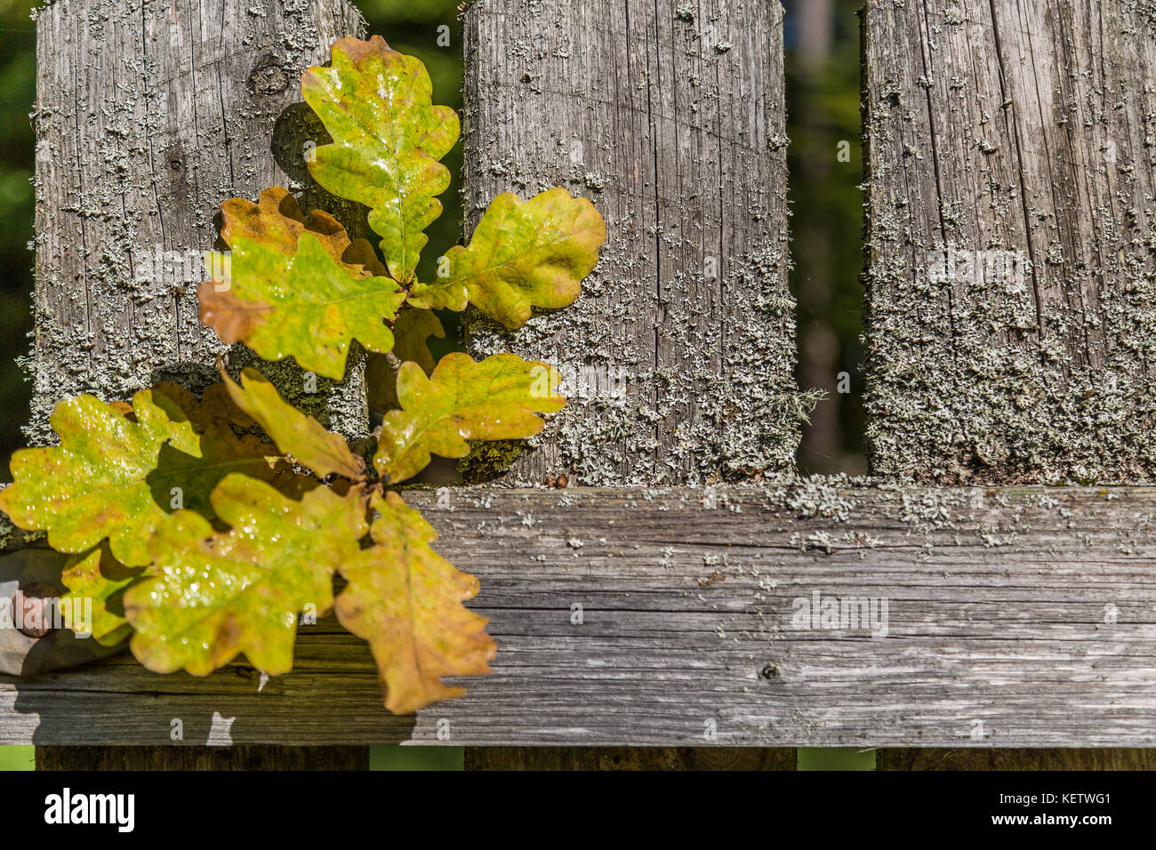 The oak fence hi-res stock photography and images - Alamy