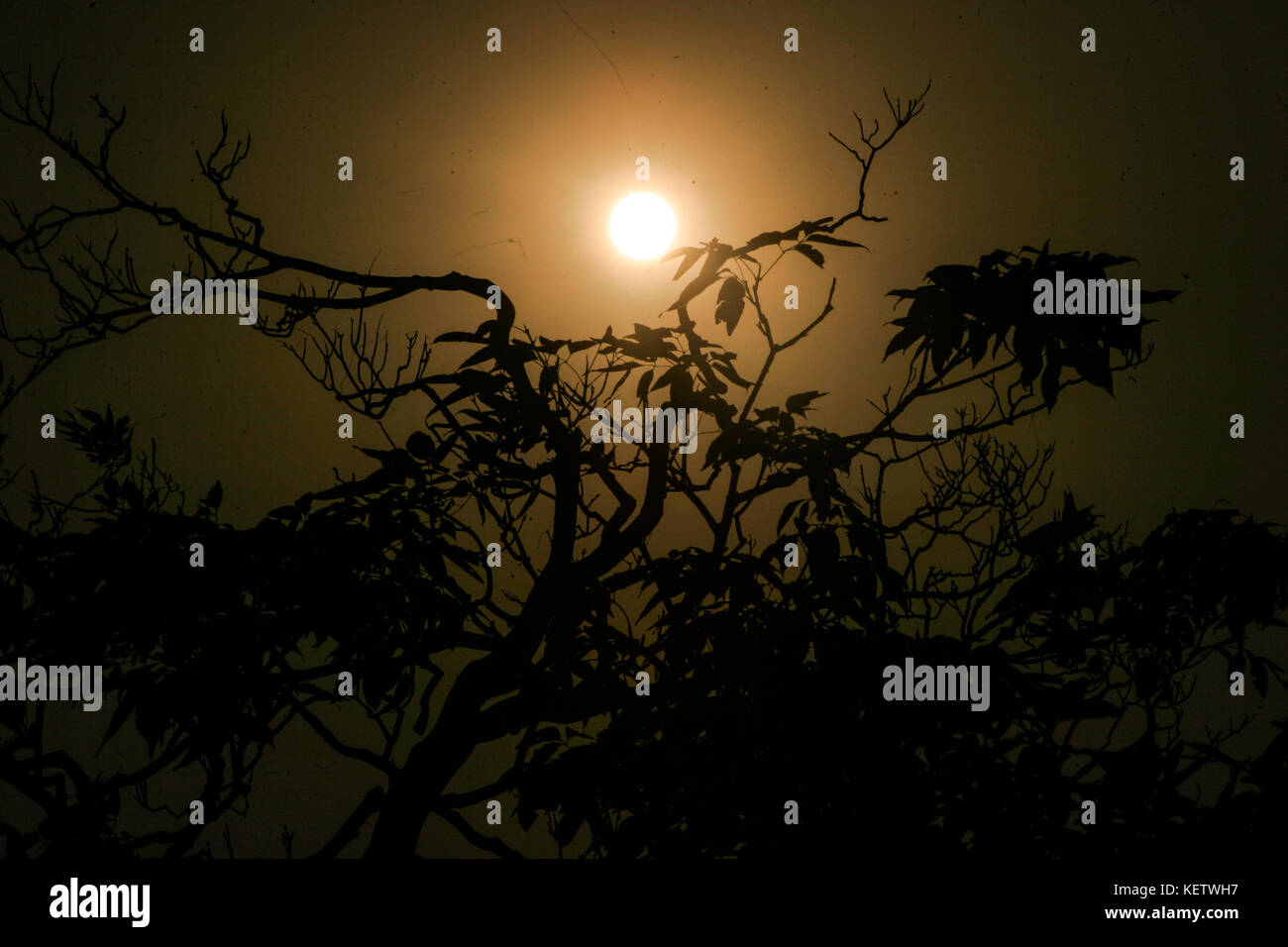 Black tree shadow at sunset hi-res stock photography and images - Alamy