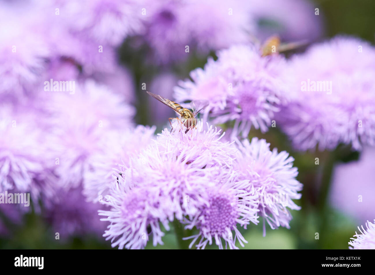Purple nectar plant hi-res stock photography and images - Alamy