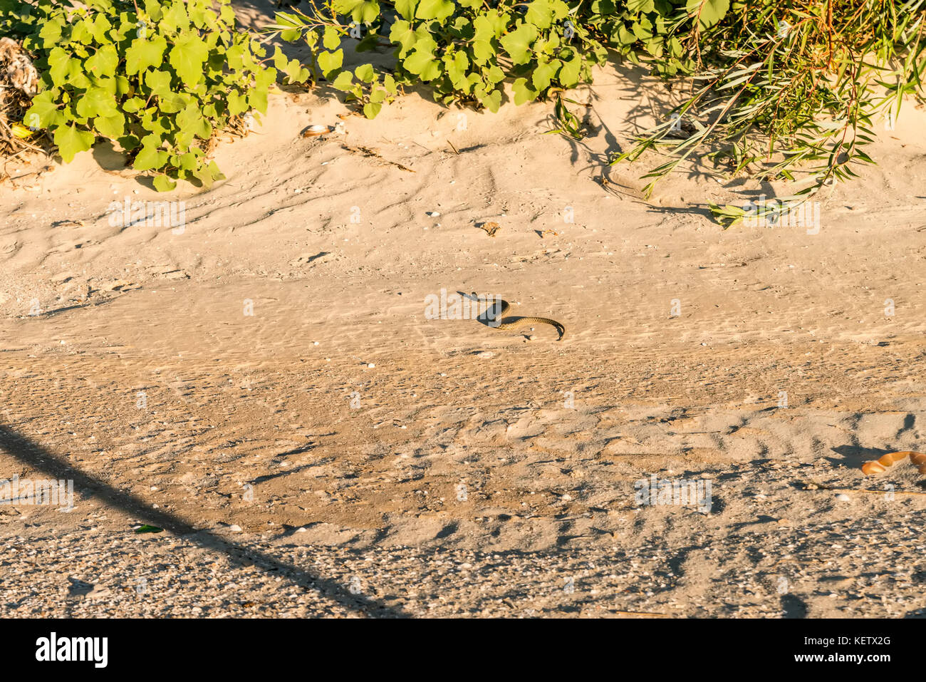 Snake queue hi-res stock photography and images - Alamy