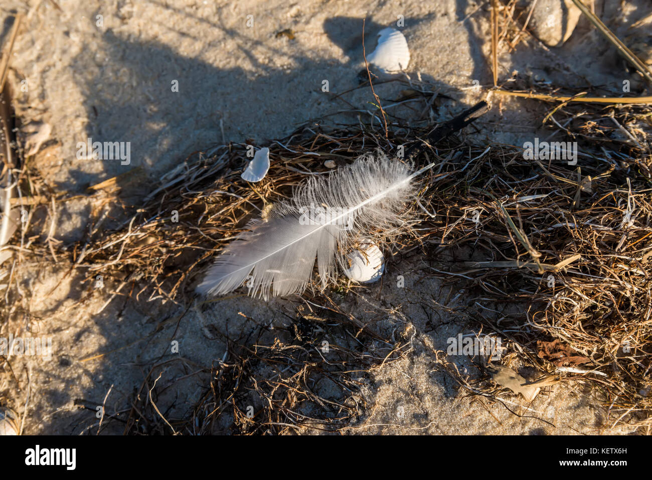 Close up bird feather on beach Stock Photo - Alamy