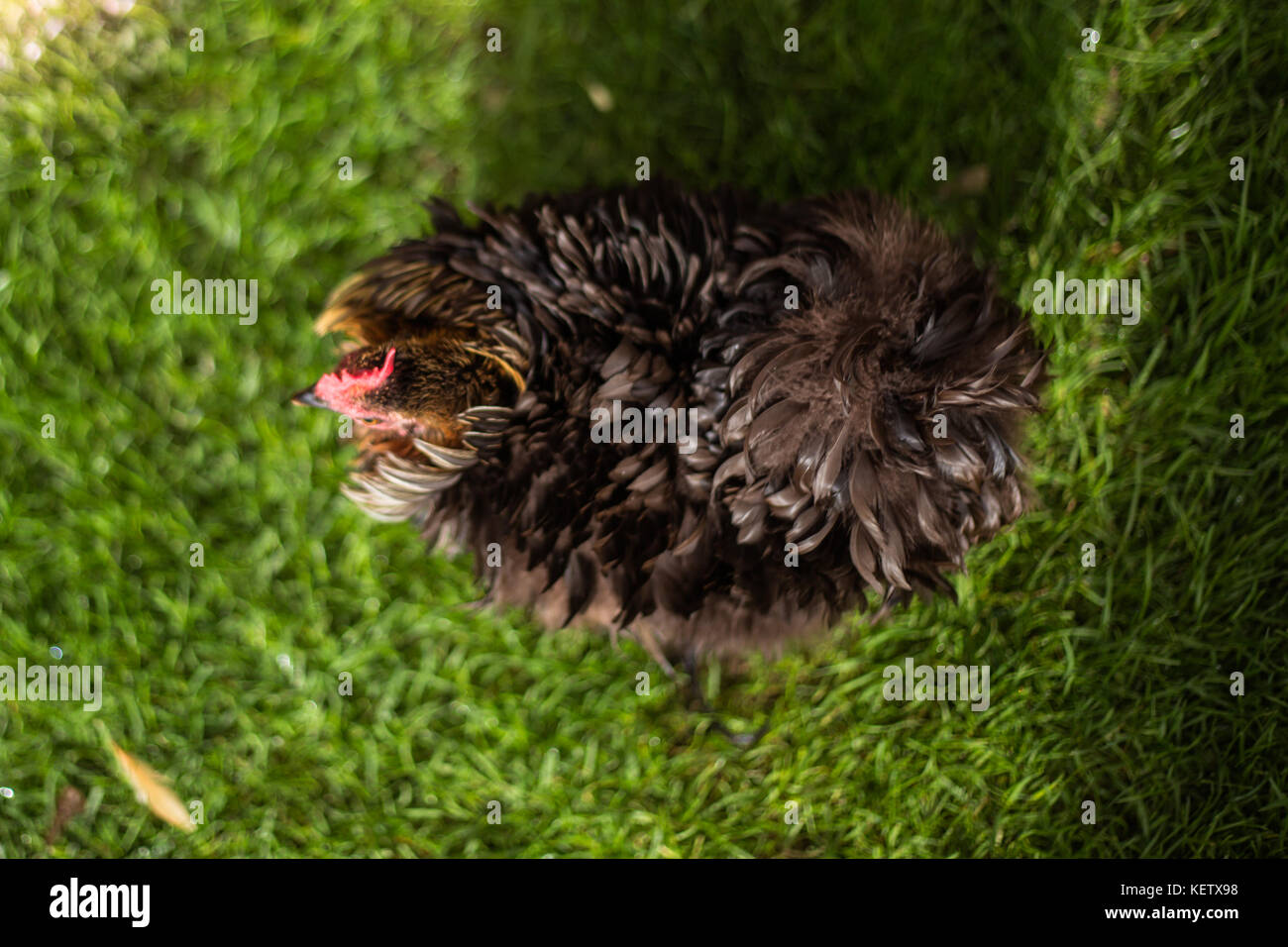 Back garden bantam hi-res stock photography and images - Alamy