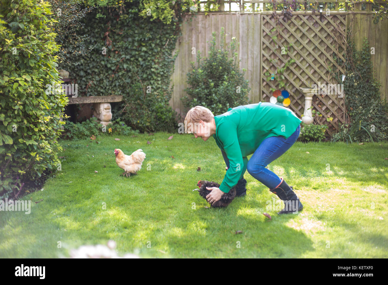 Chasing chicken hi-res stock photography and images - Alamy