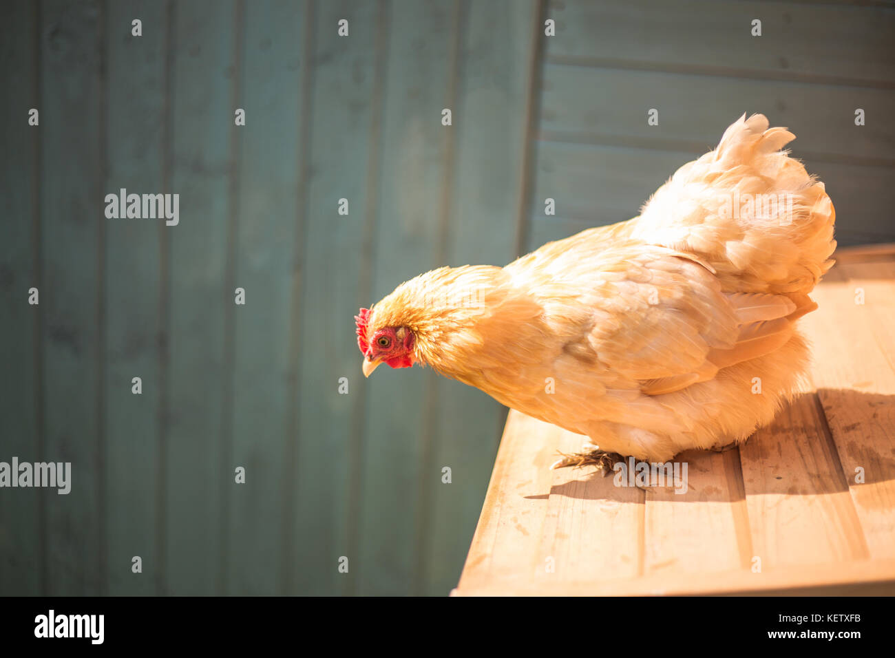 Bantam chickens hi-res stock photography and images - Alamy