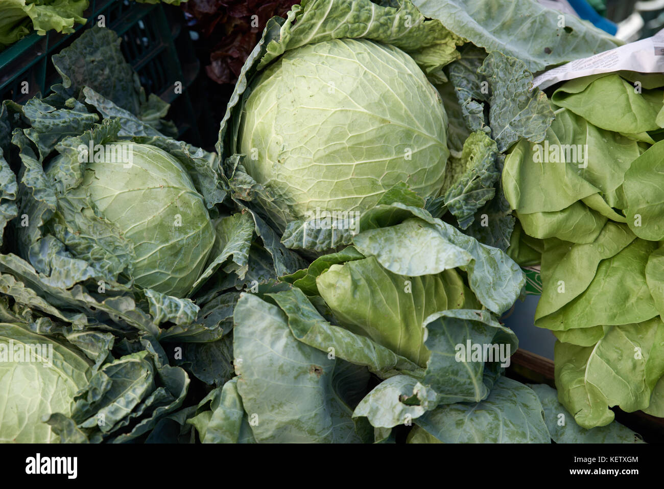 Europe, Spain, Galicia, Cabbage Stock Photo - Alamy
