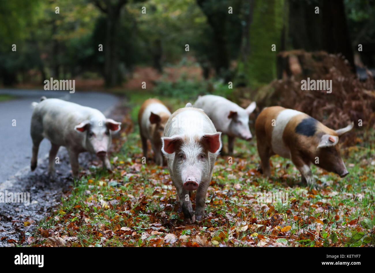 12 pigs hi-res stock photography and images - Alamy