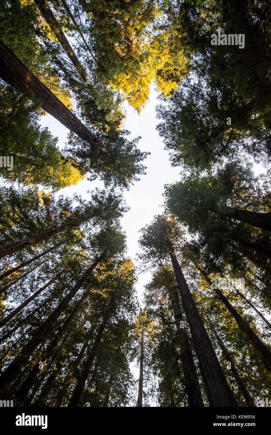 The treetops of the Redwood trees in the Avenue of the Giants, Northern ...