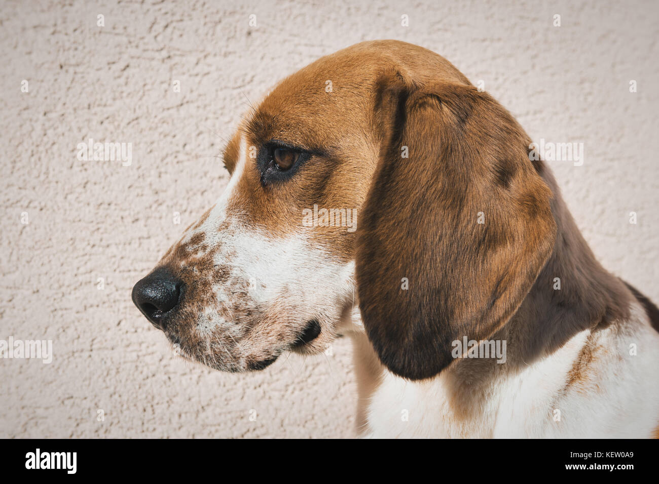Cute beagle with sad eyes, adoption rescue concept Stock Photo - Alamy