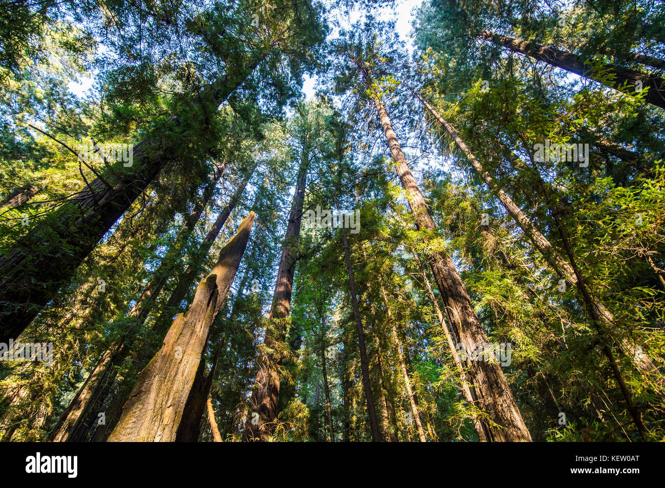 The treetops of the Redwood trees in the Avenue of the Giants, Northern ...