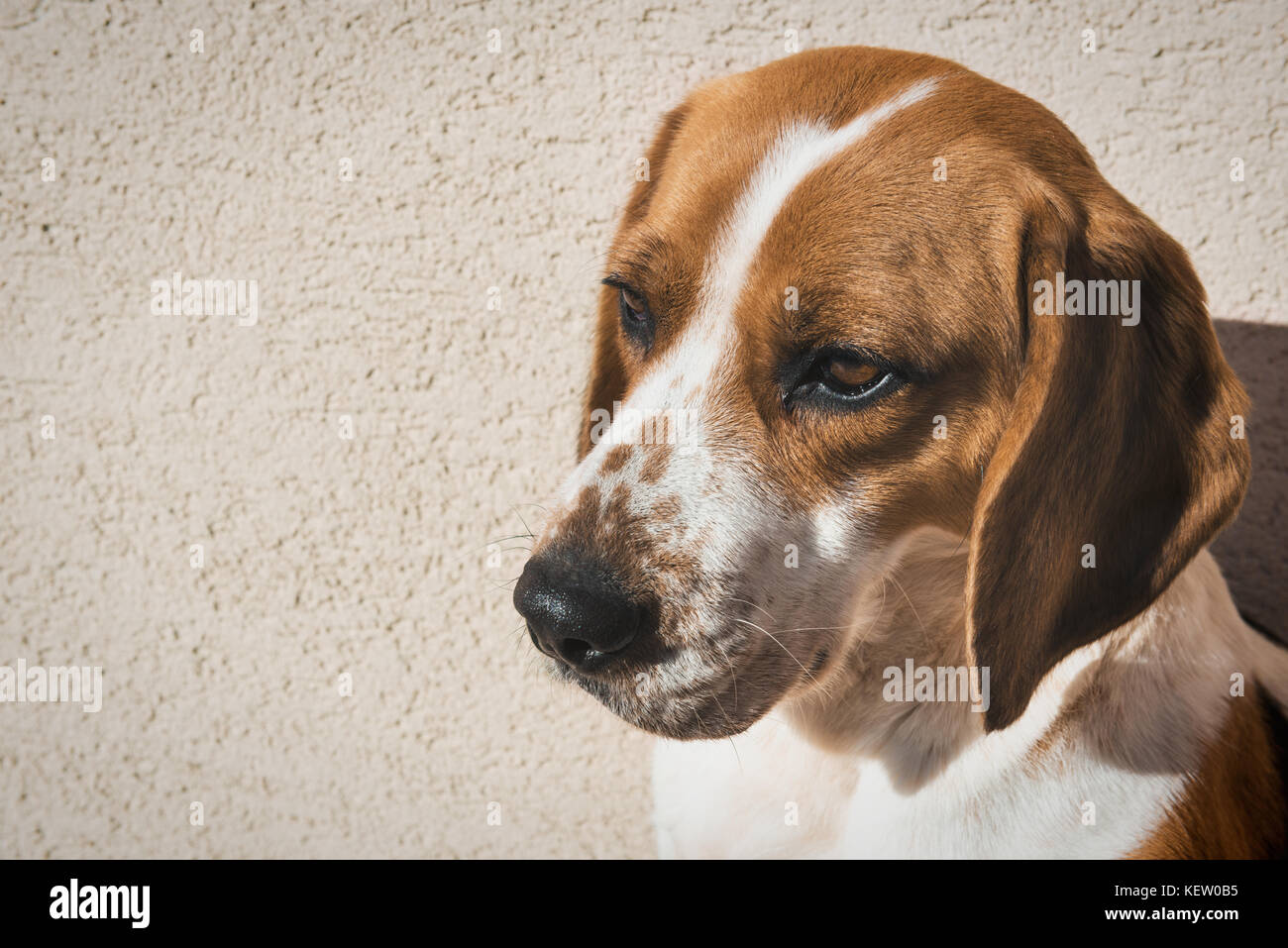 Cute beagle with sad eyes, adoption rescue concept Stock Photo - Alamy