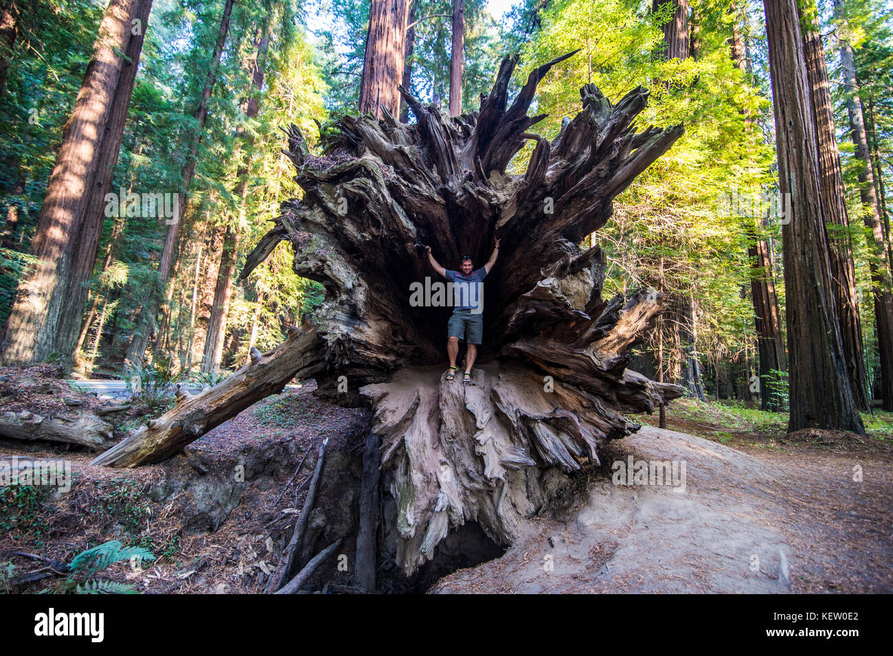 Man standing in the giant roots of a redwood tree in the Avenue of the ...