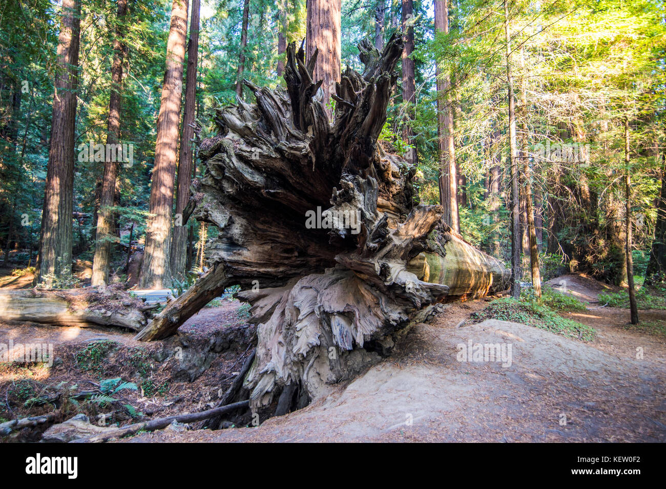 Giant roots of a redwood tree in the Avenue of the Giants, Northern ...