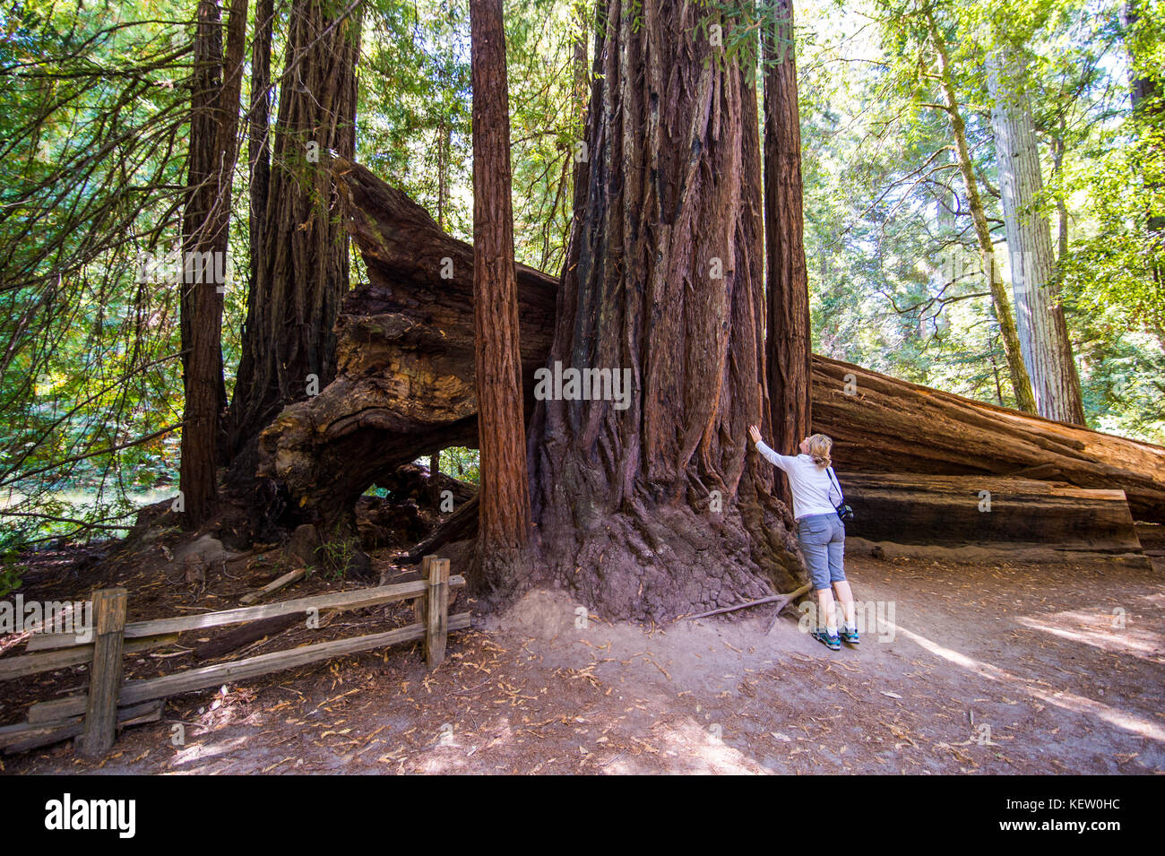 Woman standing before a giant redwood tree, Big Basin Redwood State Pak ...