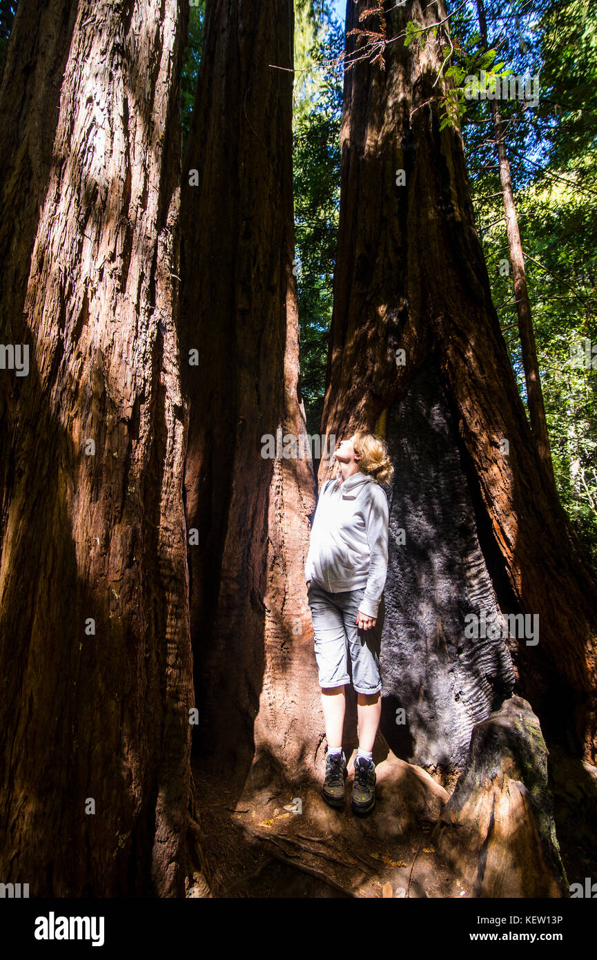 Woman standing before a giant redwood tree, Big Basin Redwood State Pak ...