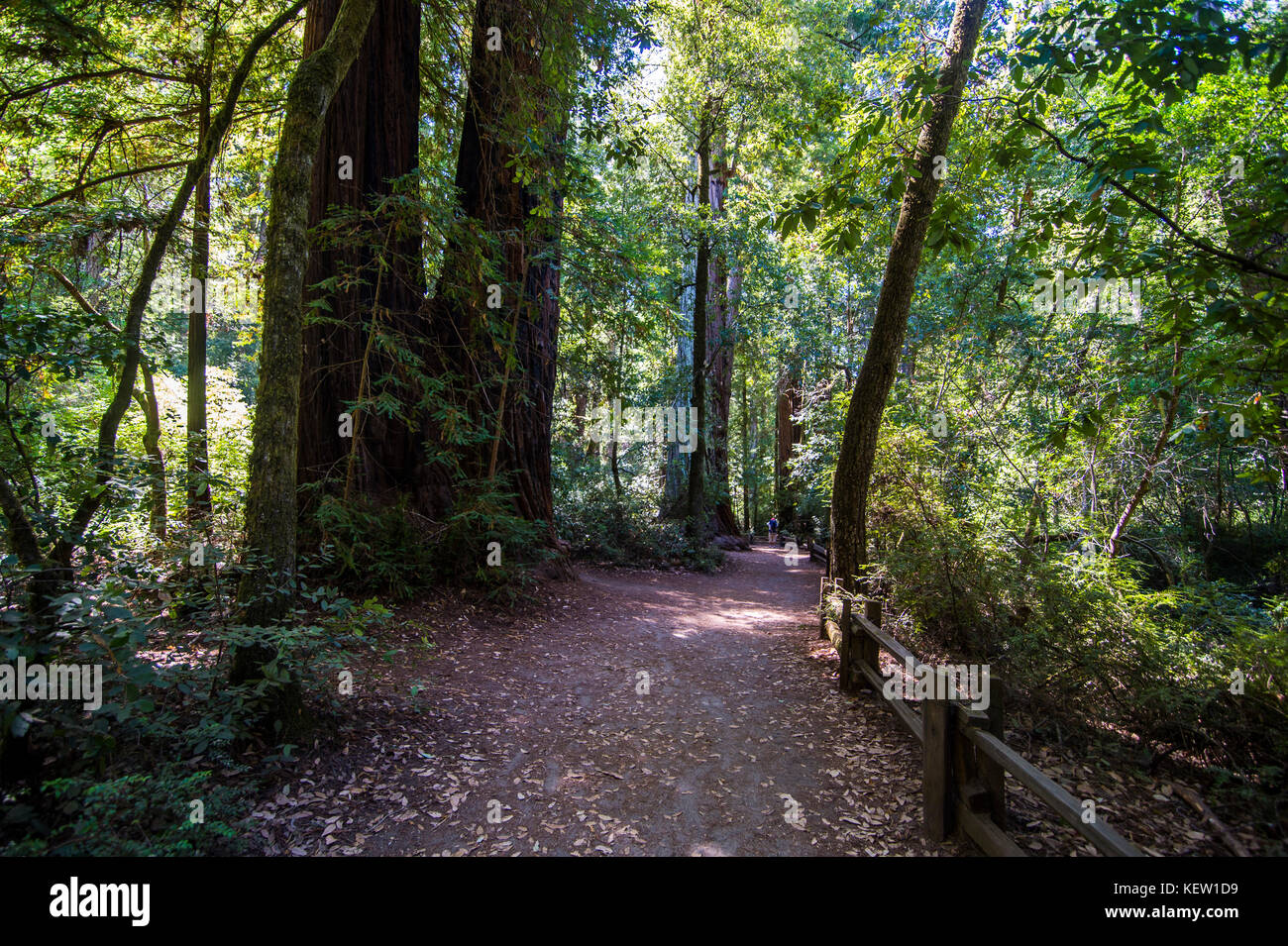 Giant redwood tree in the Big Basin Redwood State Pak, California, USA ...