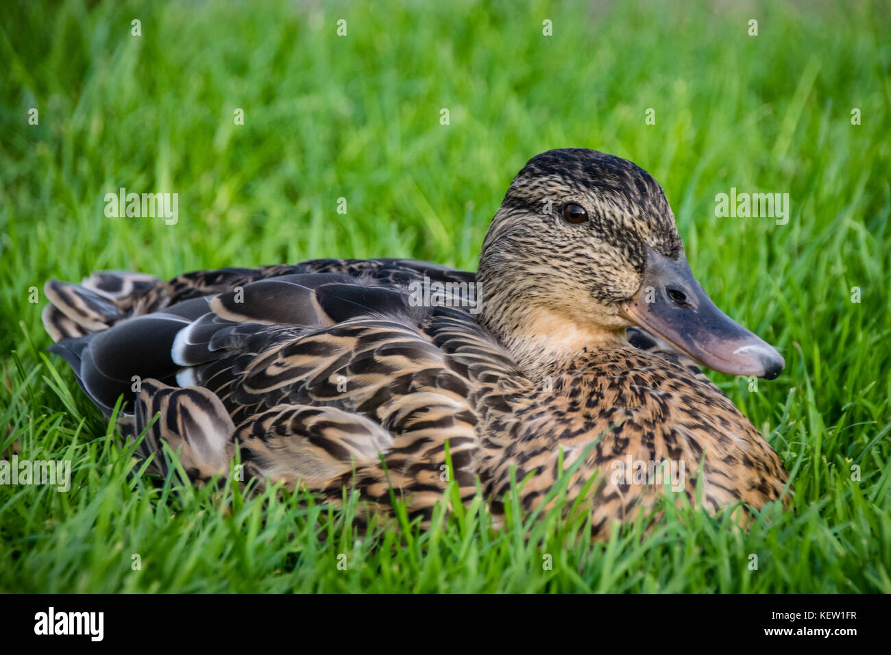 Female mallard duck resting on a grass lawn Stock Photo - Alamy
