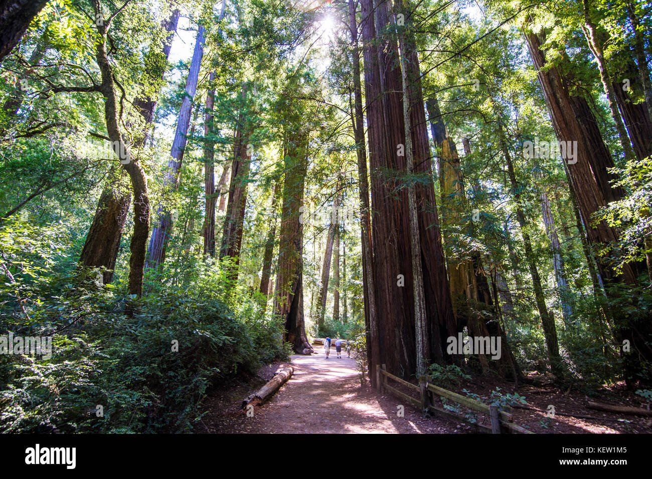 Big Basin Redwood State Pak, California, USA Stock Photo - Alamy