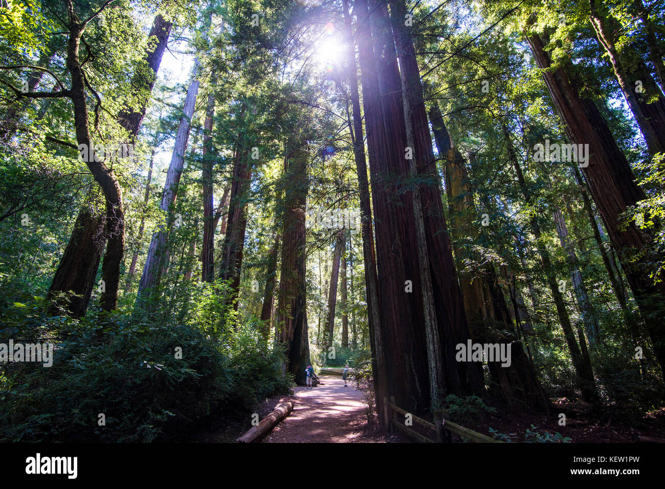 Sun breaking through the Redwood trees, Big Basin Redwood State Pak ...