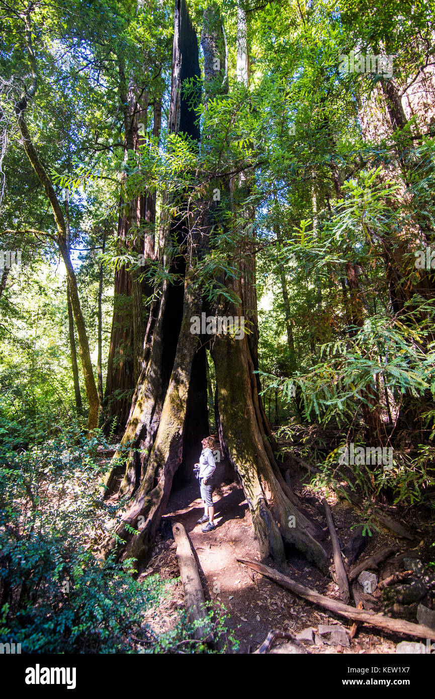 Woman standing before a giant redwood tree, Big Basin Redwood State Pak ...