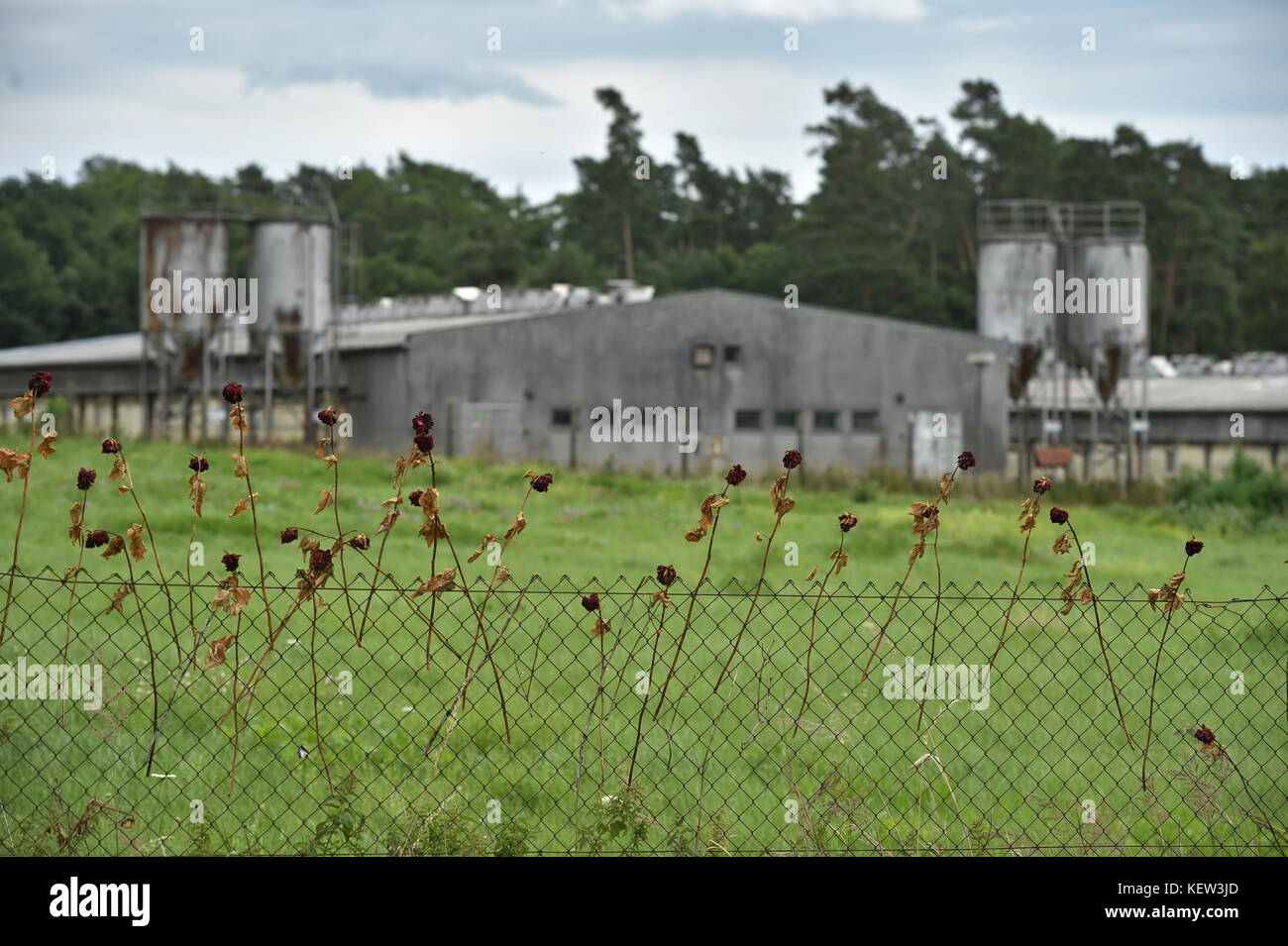 Czech pig farm roma hi-res stock photography and images - Alamy