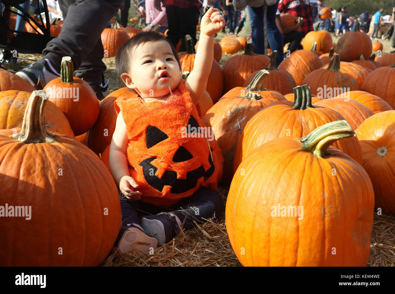 Queens, New York, USA. 23rd Oct, 2017. Cute kid with pumpkins at the ...