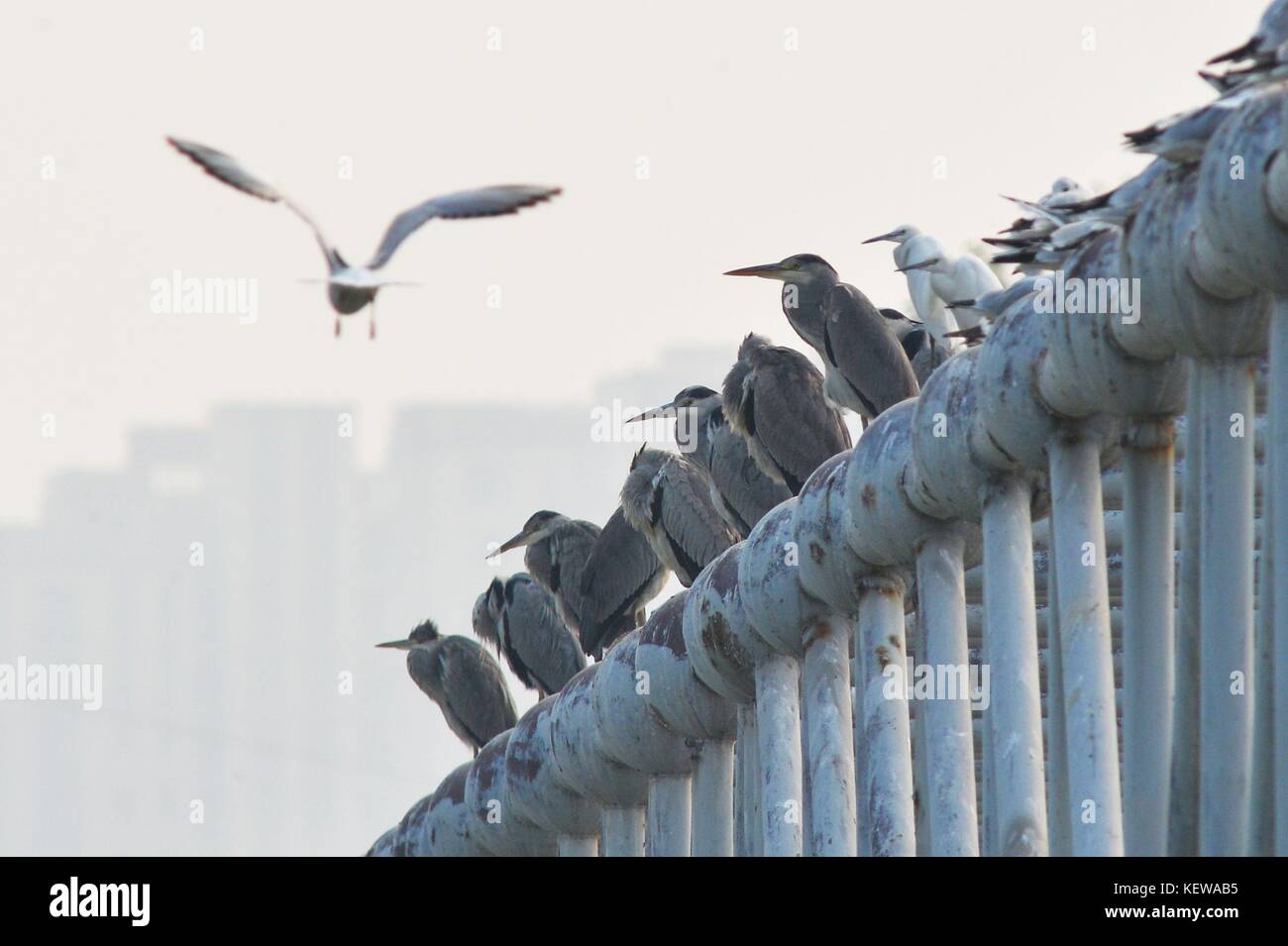 Qingdao, China. 24th Oct, 2017. (EDITORIAL USE ONLY. CHINA OUT ...