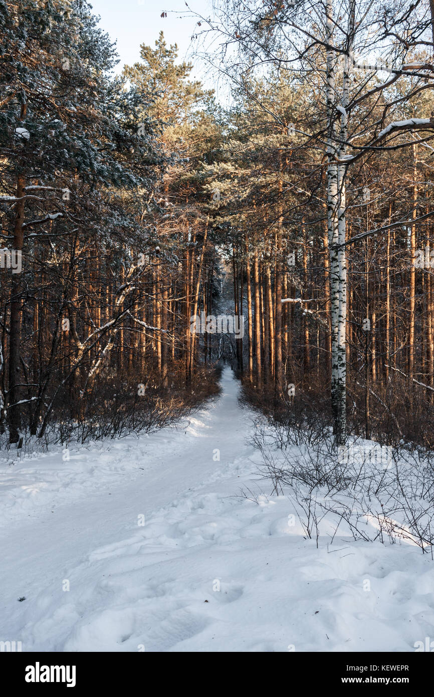 Receding into the distance path in forest in clear winter day Stock ...