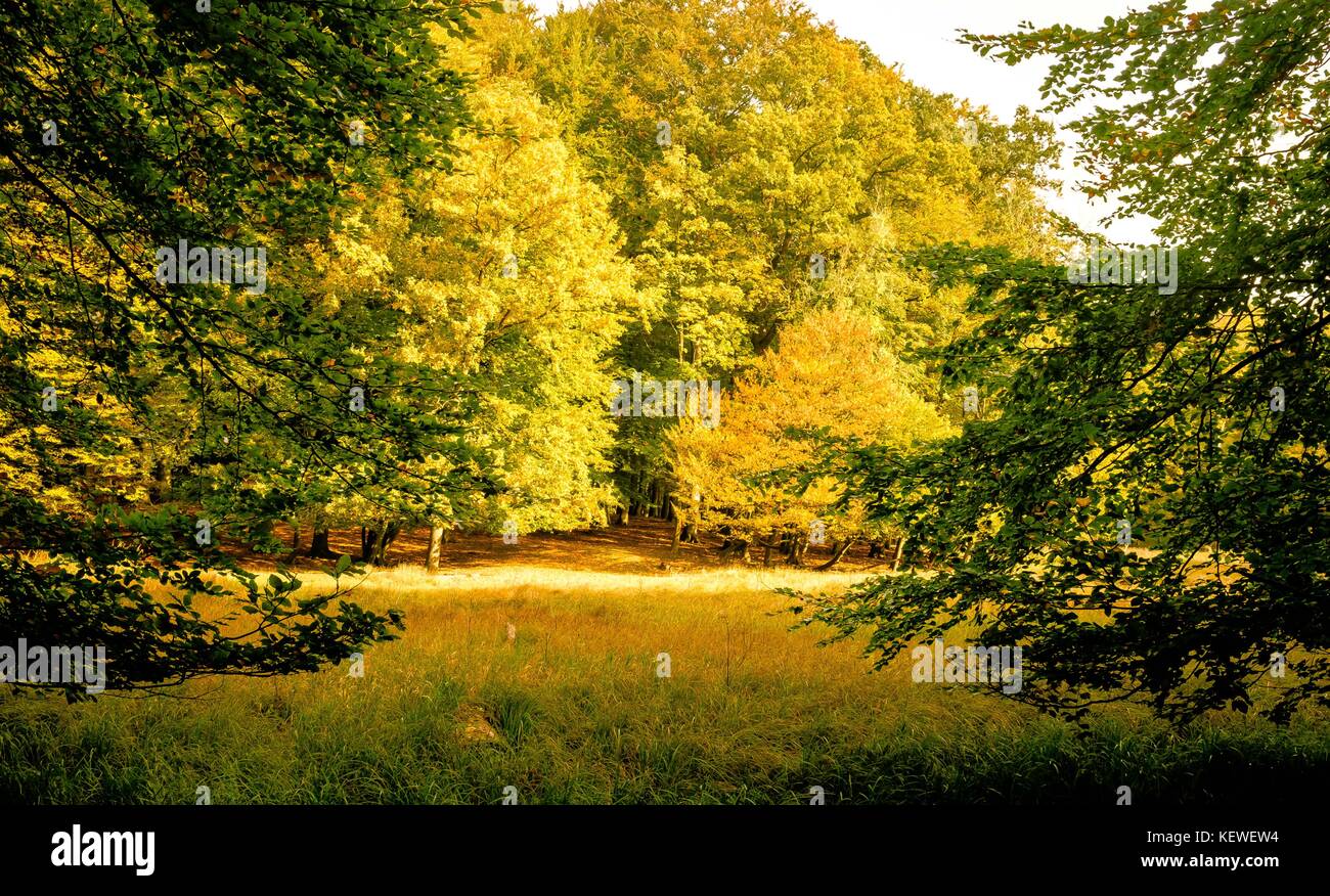 Forest flora sunlight through trees autumn forest hi-res stock ...
