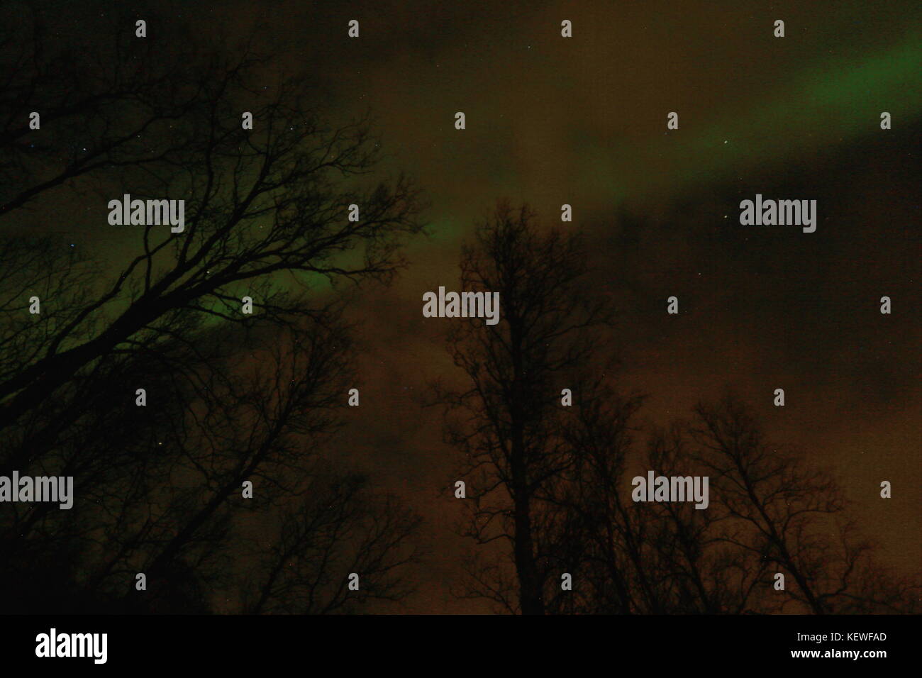 Northern lights over trees hi-res stock photography and images - Alamy