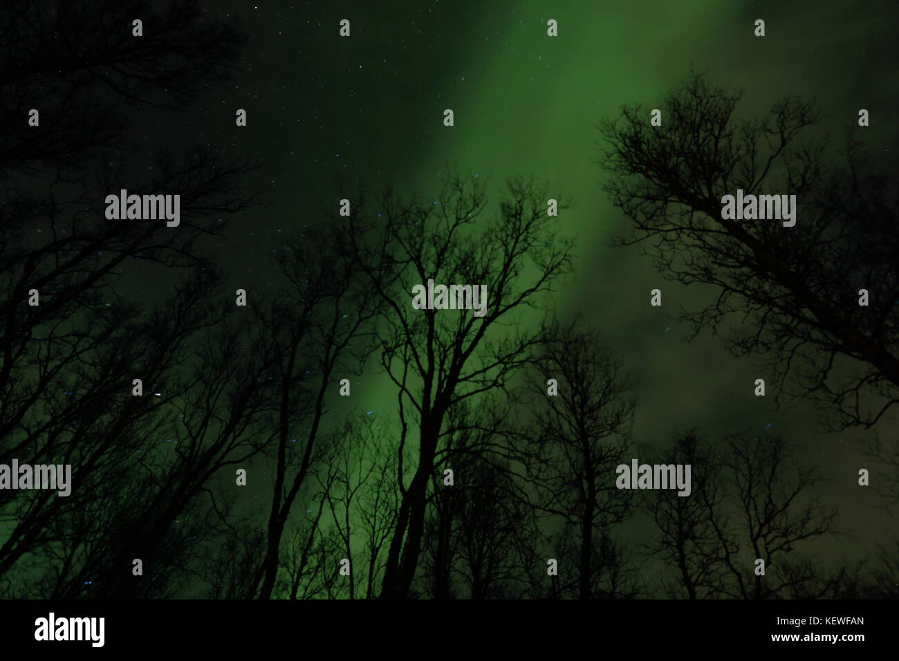 Northern lights trees hi-res stock photography and images - Alamy