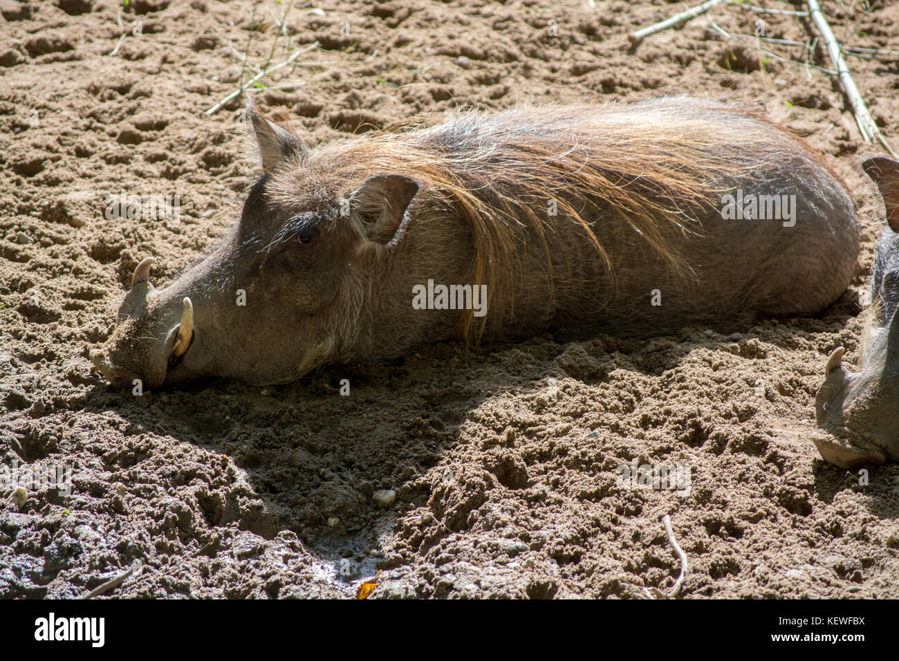 Big warthog wild pig, lives in Africa, wild animal close up Stock Photo ...