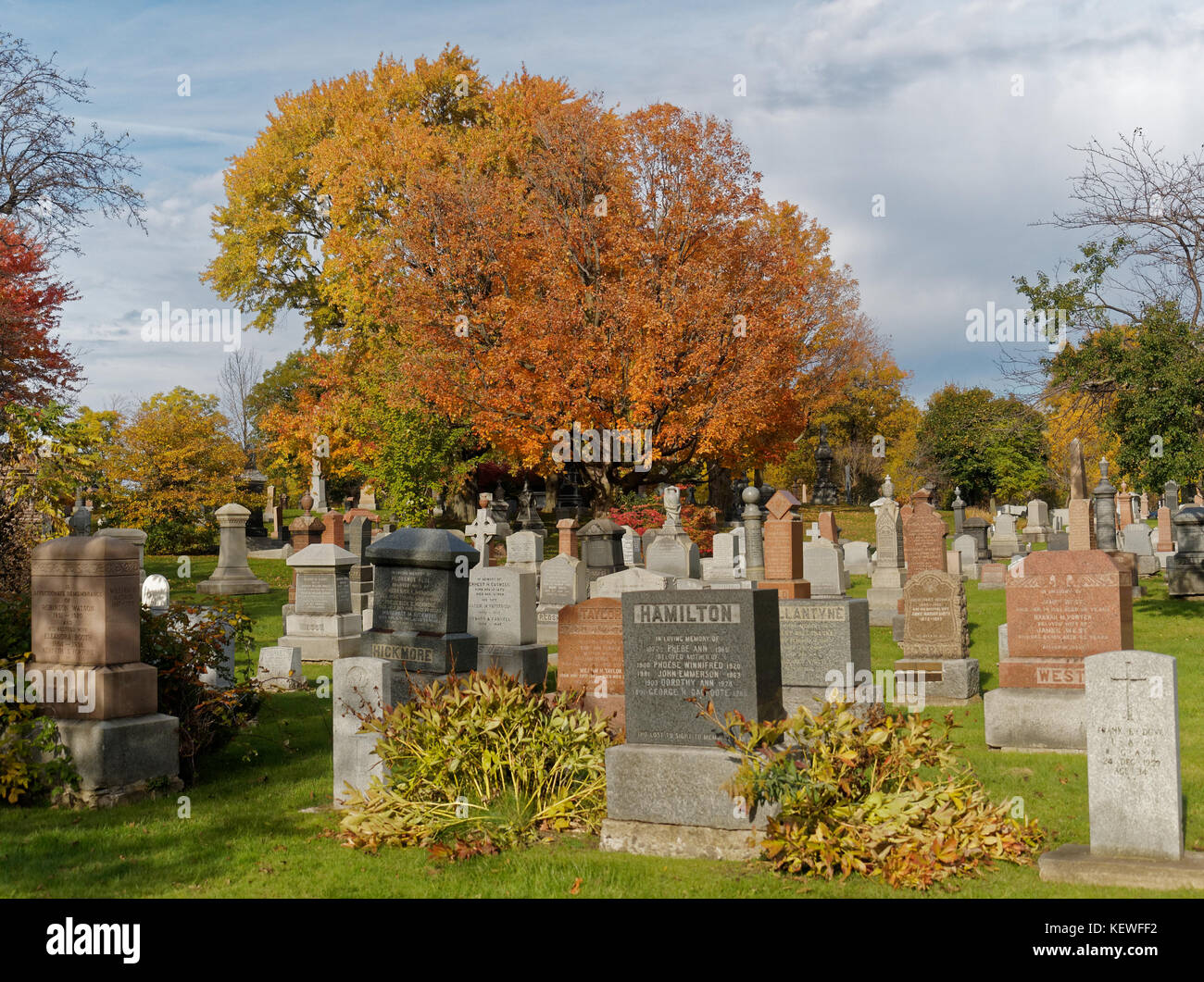 Gravestrees hi-res stock photography and images - Alamy