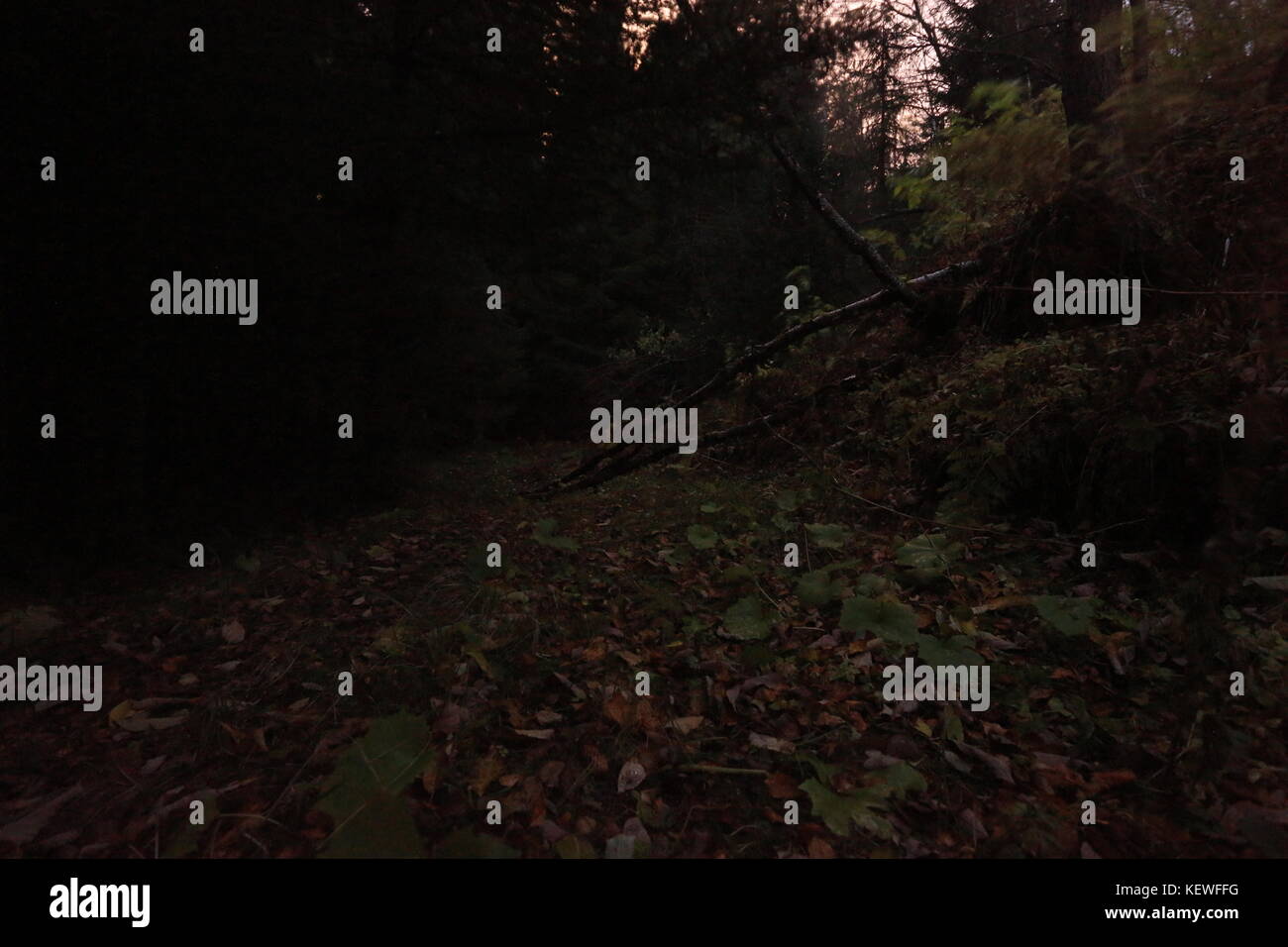 Scandinavian forest hi-res stock photography and images - Alamy